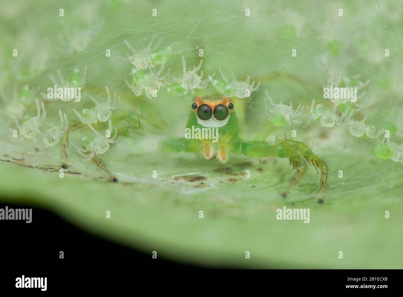 Salticidae, Epeus ; Jumping Spider with babies ; Jumping spider ...