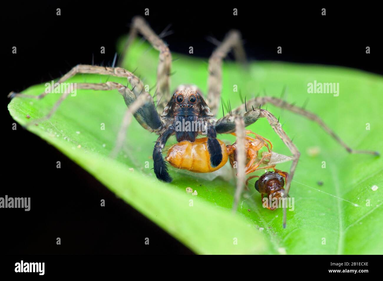 Wolf spider eating hi-res stock photography and images - Alamy