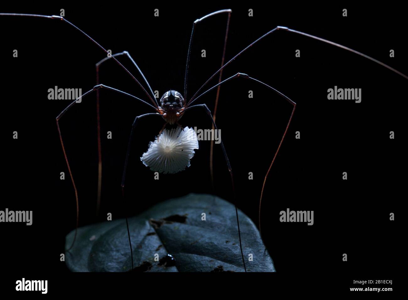 Opiliones ; Harvestman eating fungi ; Harvestman eating fungi ...
