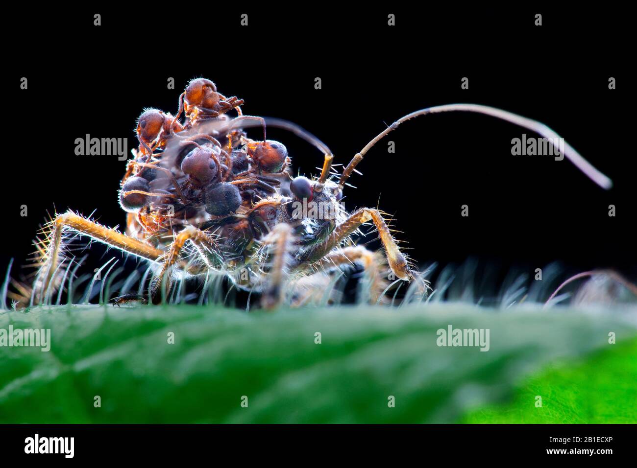 Preys hi-res stock photography and images - Alamy