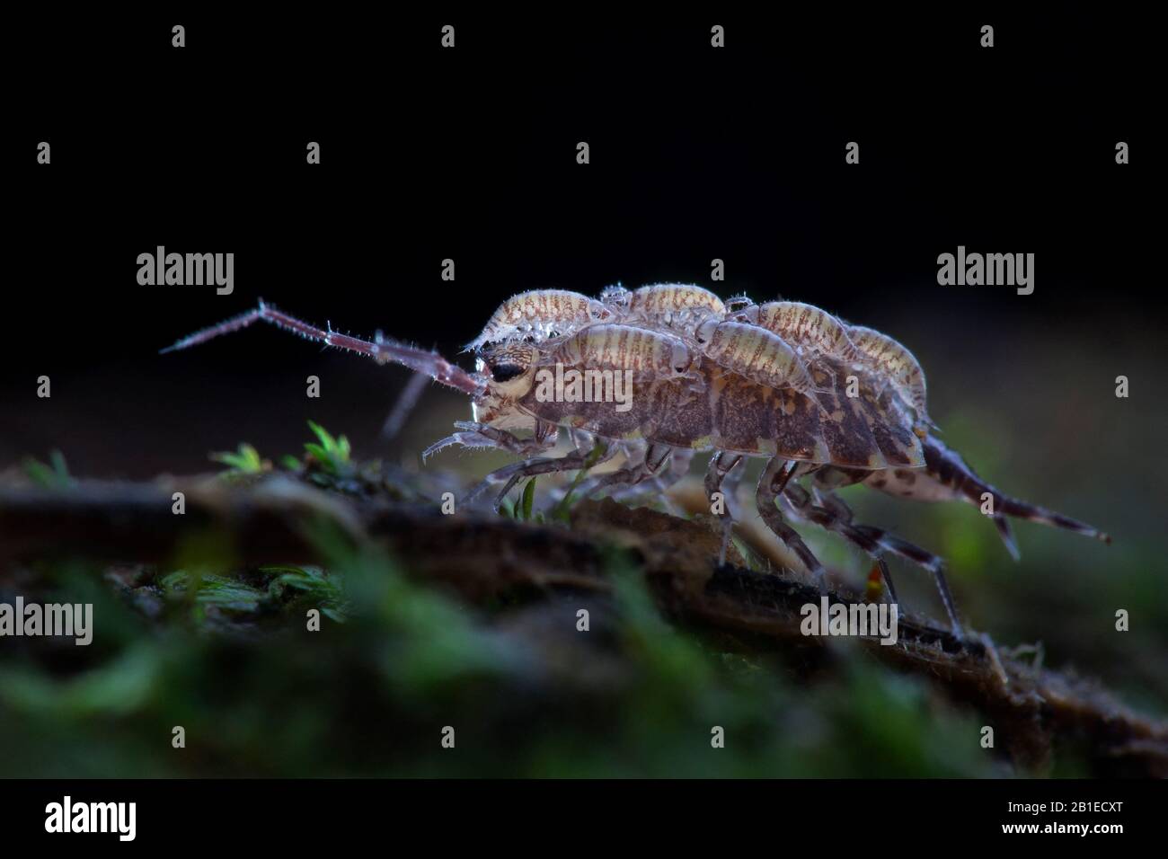 Oniscidea ; Woodlouse parental care ; Woodlouse providing parental care ...