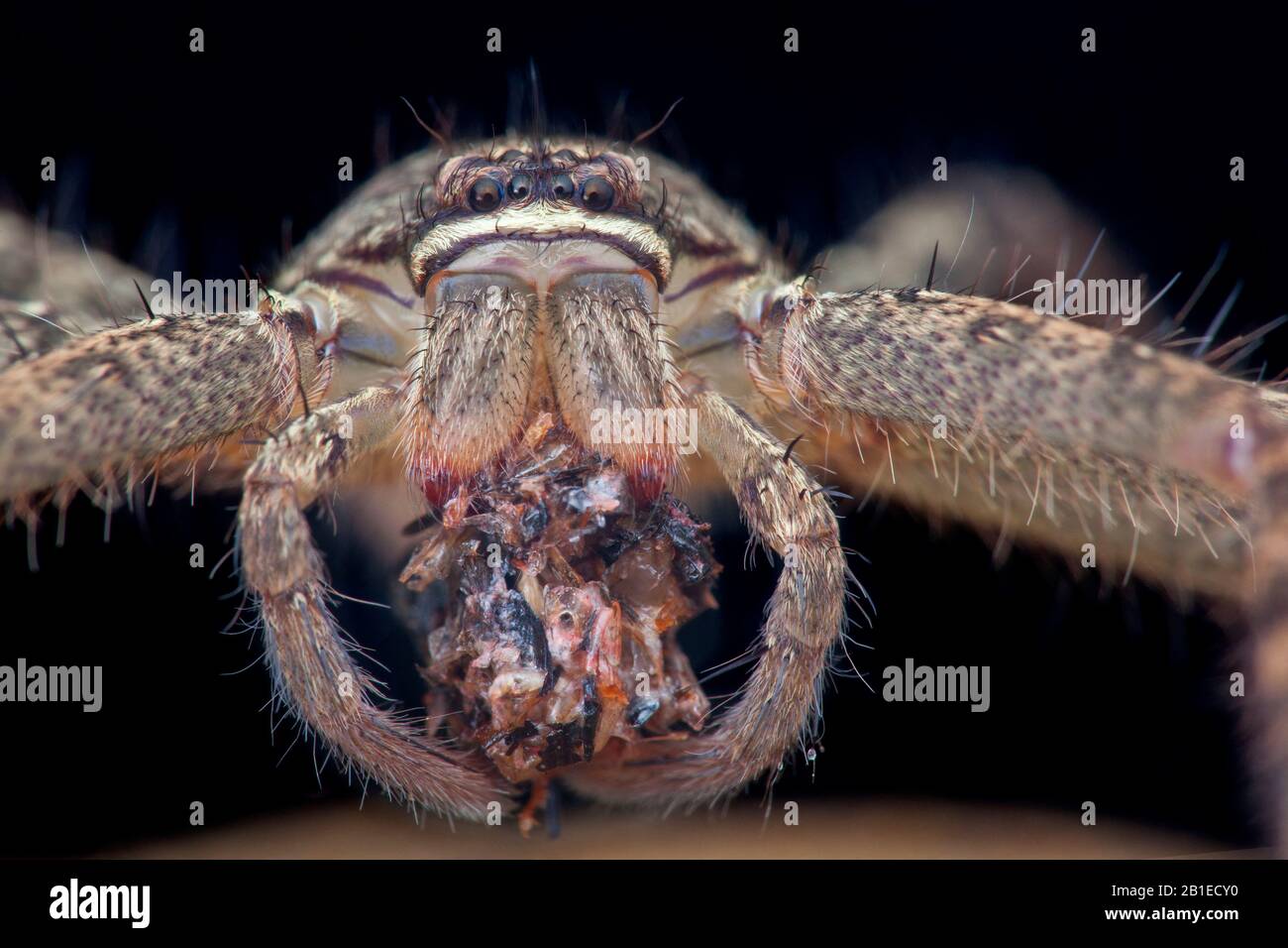 Venatoria heteropoda hi-res stock photography and images - Alamy