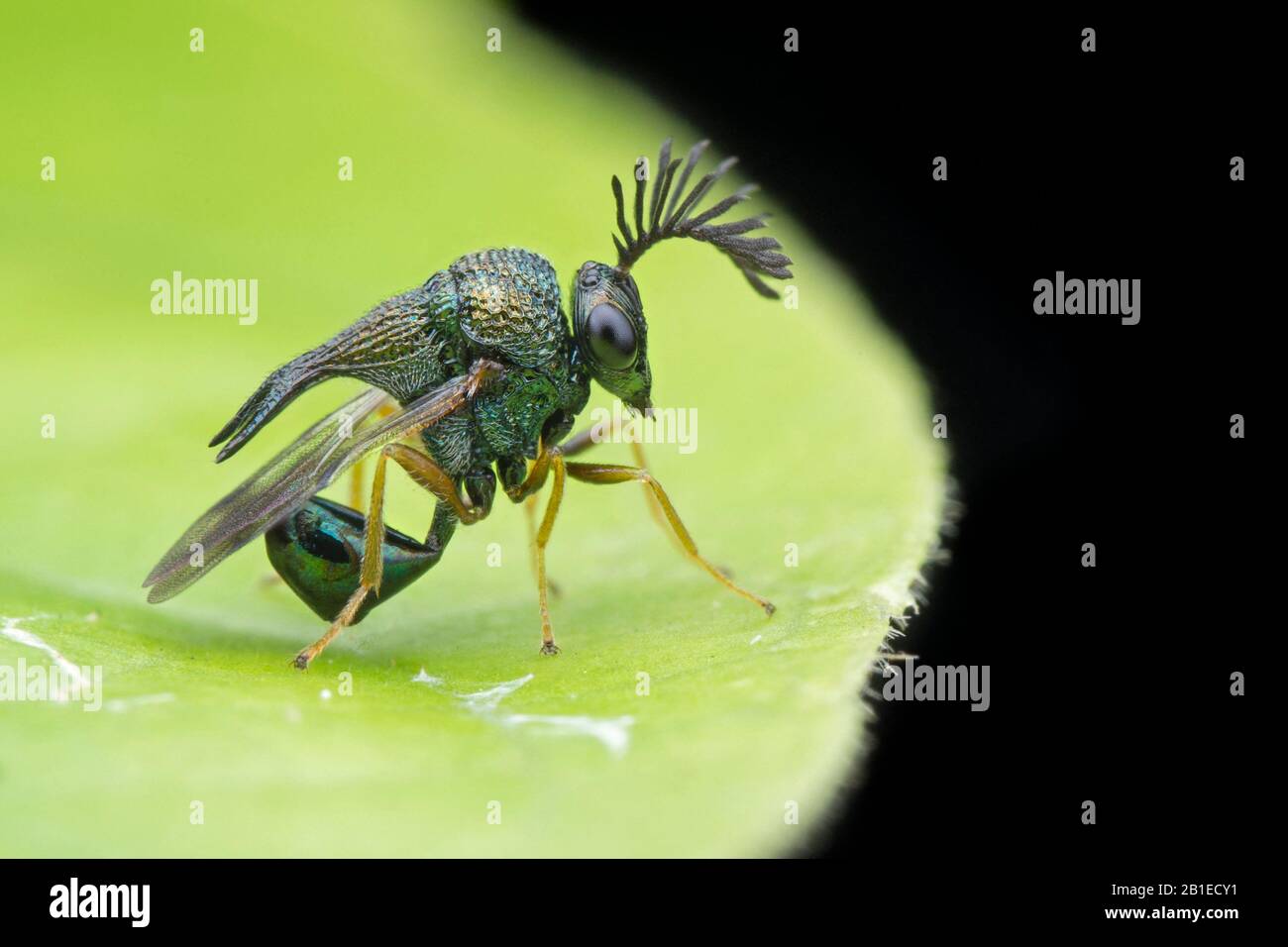 Eucharitidae ; Ant parasite wasp ; The Eucharitidae are a family of ...