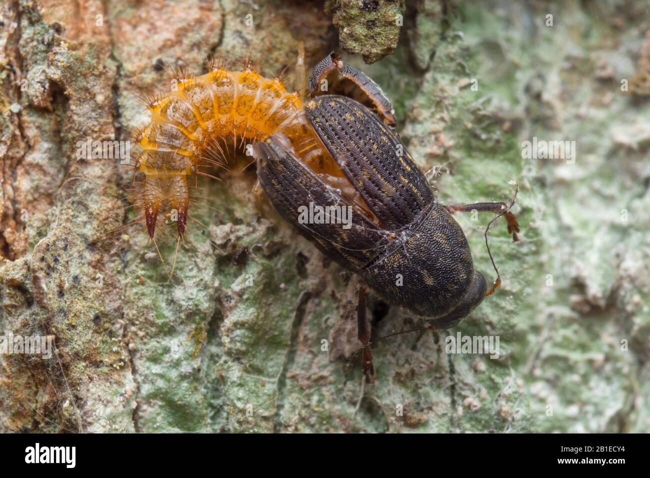 Prionoceridae ; Soft Wing Beetle larva feeding on weevil ; Soft Wing ...