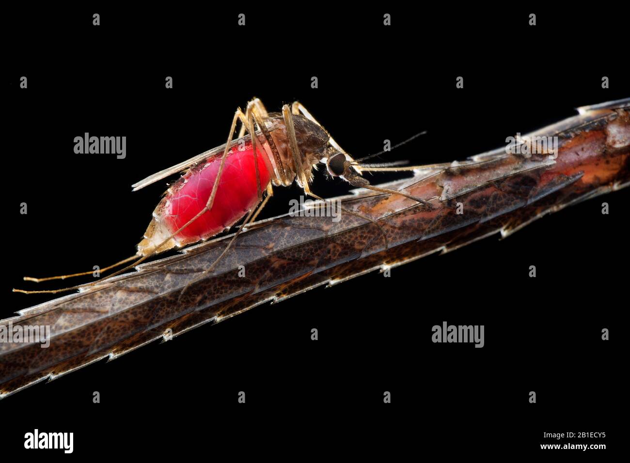 Mosquito stage hi-res stock photography and images - Alamy