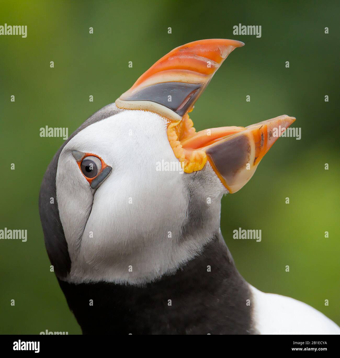 Puffin, Fratercula arctica, With Beak Open Warning Other Puffins With A ...