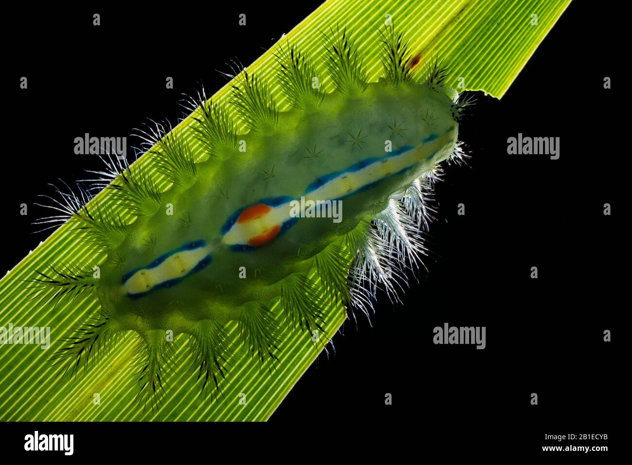 Limacodidae hi-res stock photography and images - Alamy