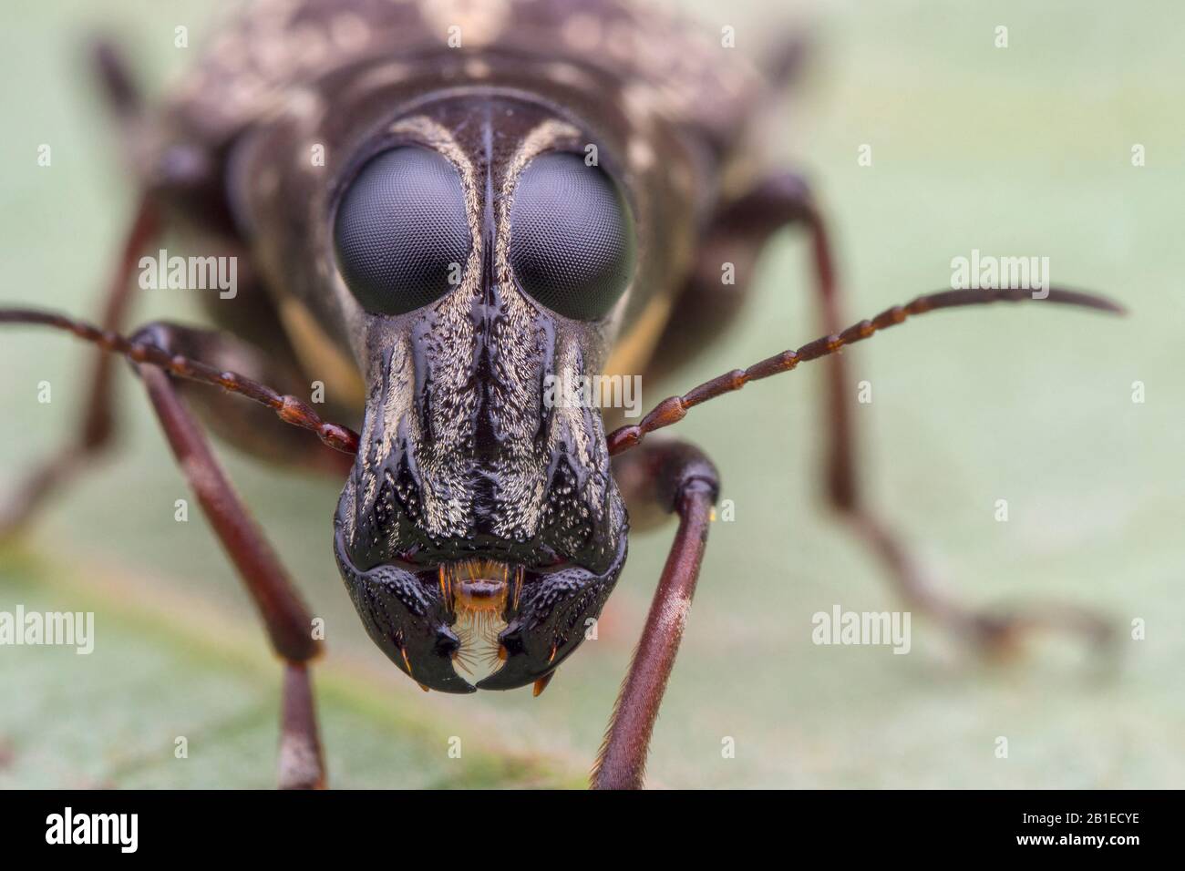 Anthribidae ; Fungus weevil ; Portrait of a fungus weevil ; Singapore ...