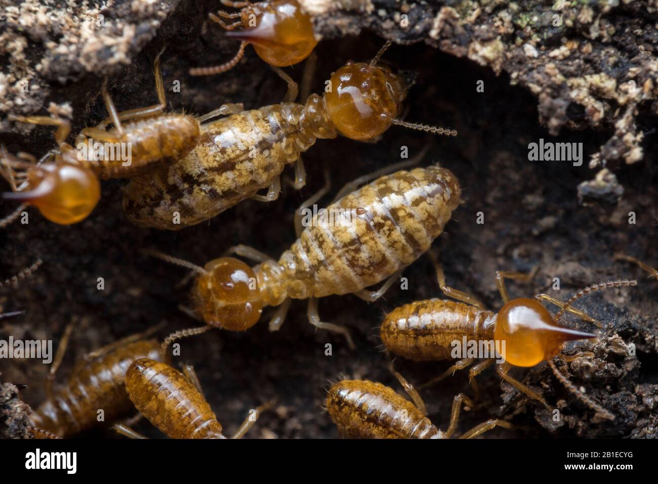 Nasutitermitinae ; Termites with translucent cuticles ; Termites have ...