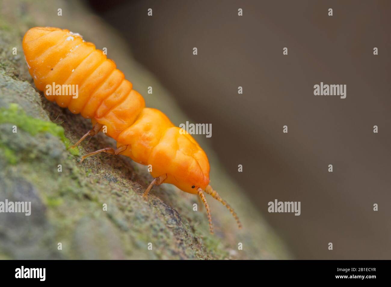 Monophlebidae ; Female monophlebid scale ; Monophlebidae is a family of ...