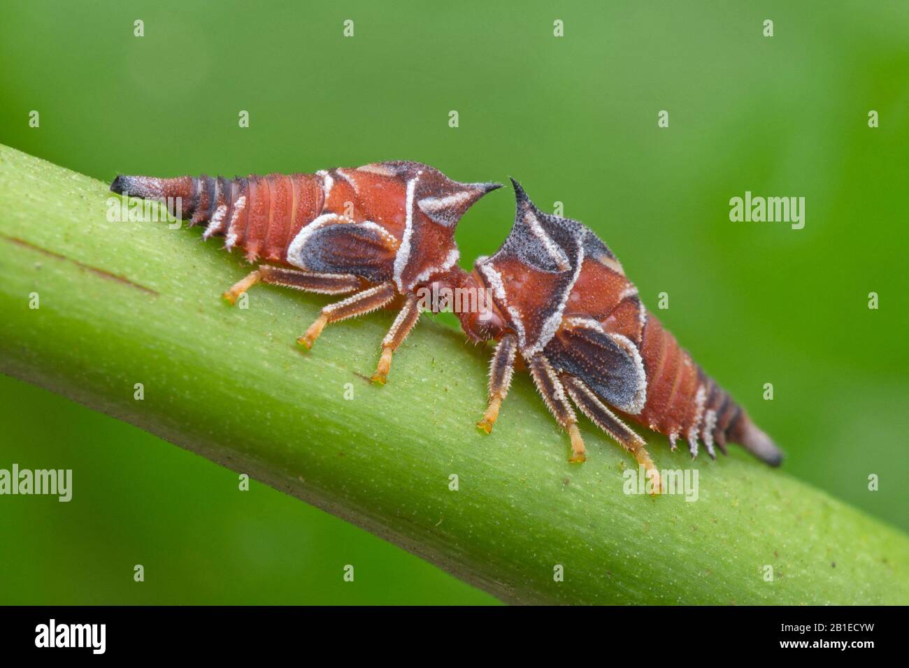Centrotypus pactolus ; Treehopper nymph ; Treehopper nymph pierce plant ...