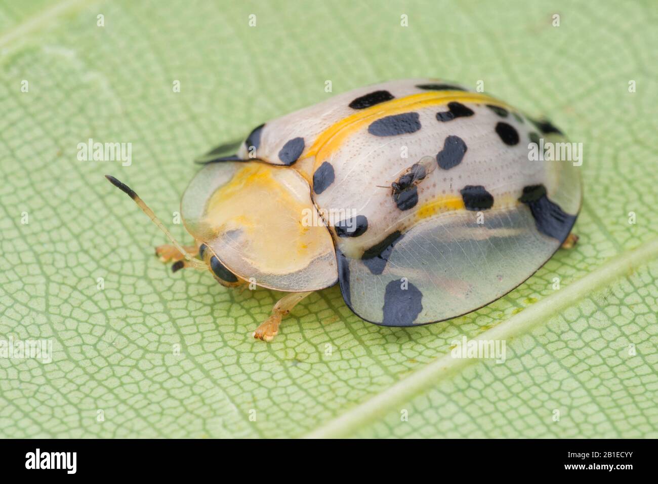 Cassidinae, Hymenoptera ; Tortoise beetle with Parasitoid wasp ...