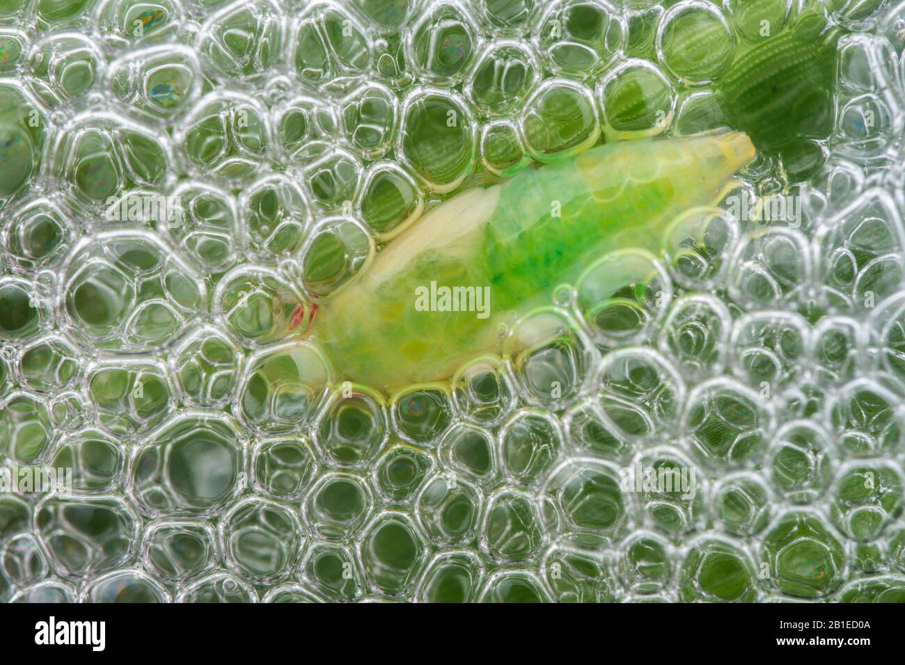 Feeding singapore hi-res stock photography and images - Alamy