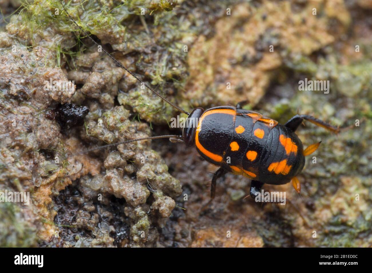 Cockroach nymphs hi-res stock photography and images - Alamy