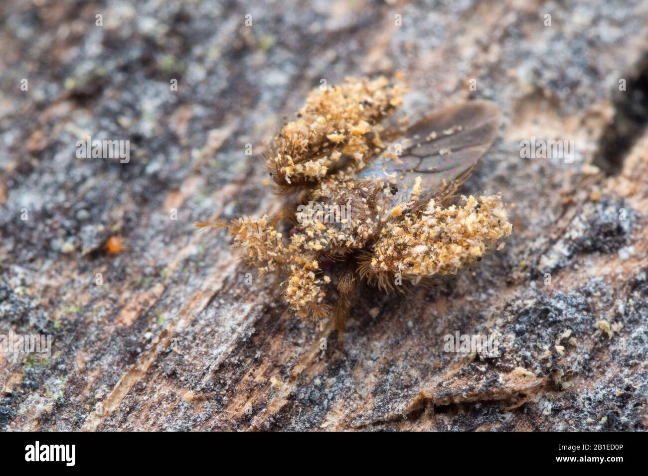 Holoptilus leprosus ; Feather legged assassin bug ; The Holoptilinae ...
