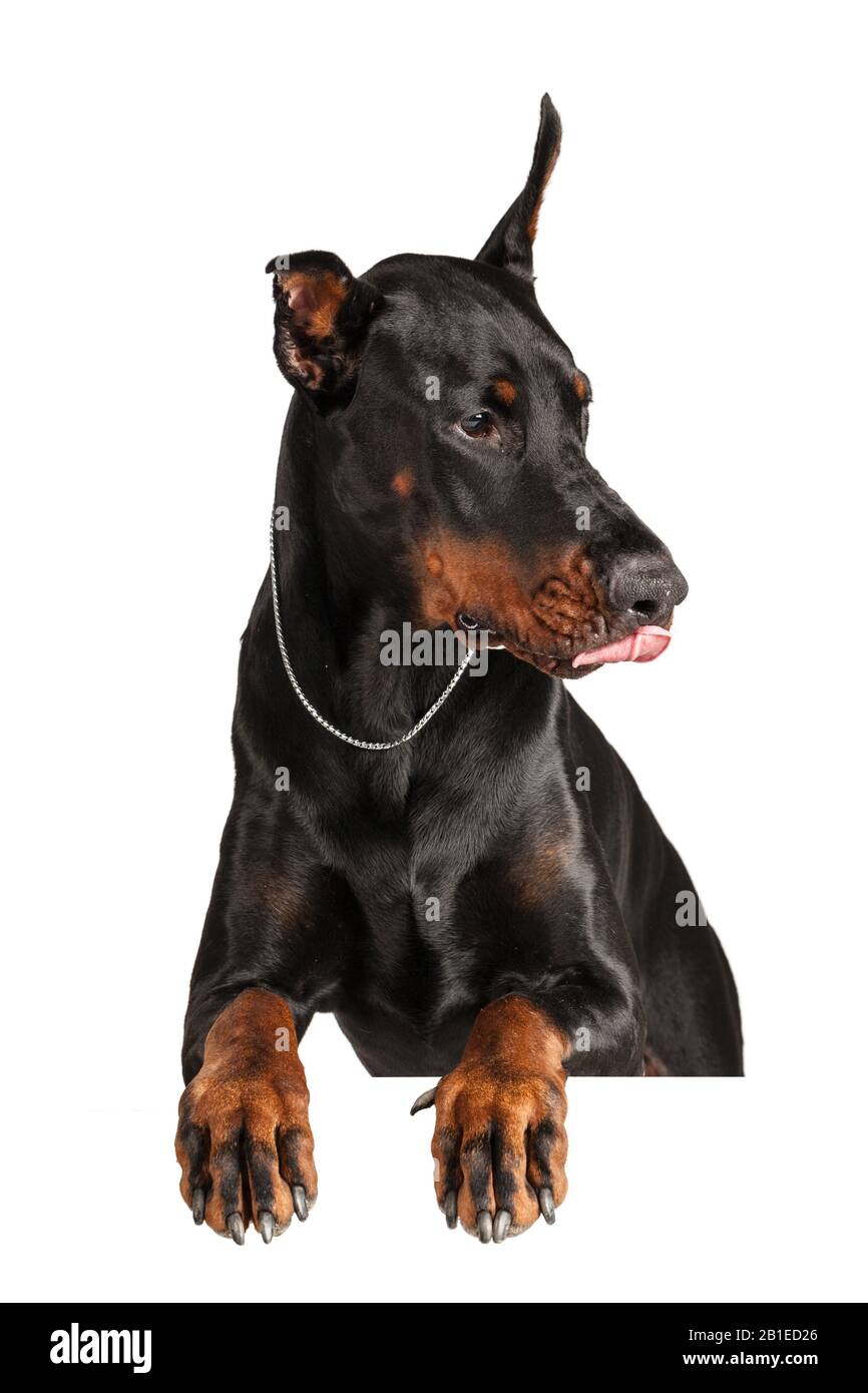 Doberman isolated on white background. creative photo Stock Photo - Alamy