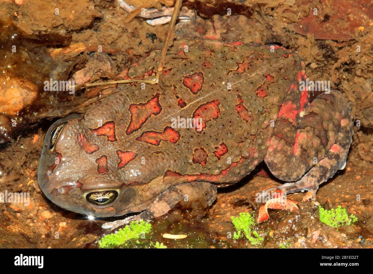Eastern olive toad or Garman's toad (Sclerophrys garmani), kruger ...
