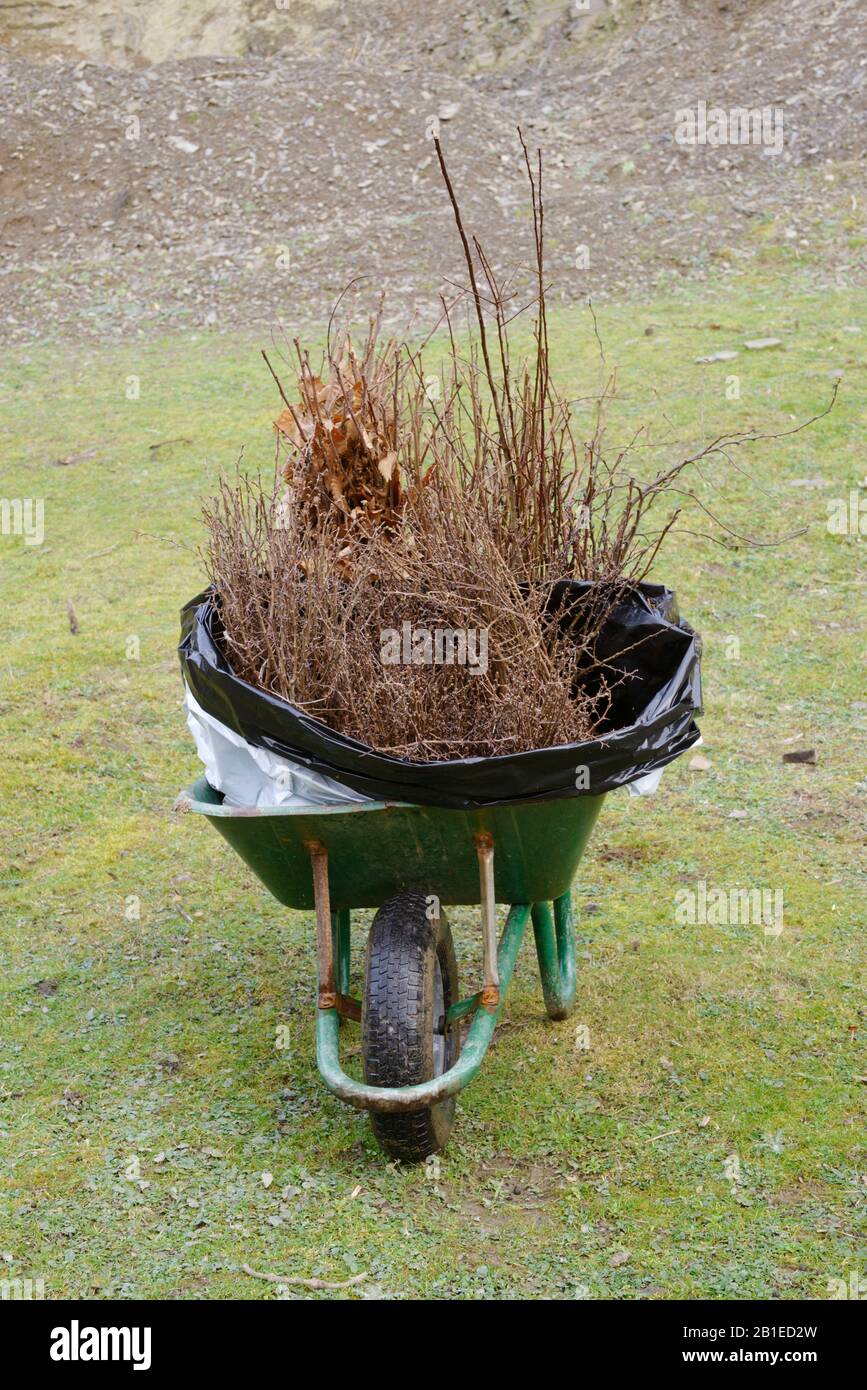 Bundles of native British trees, bare rooted planting stock, Wales, UK ...