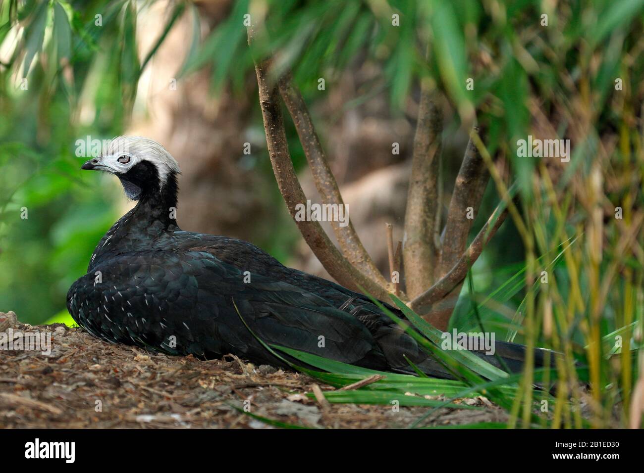 Blue-throated piping-guan (Pipile cunamensis) on ground Stock Photo - Alamy