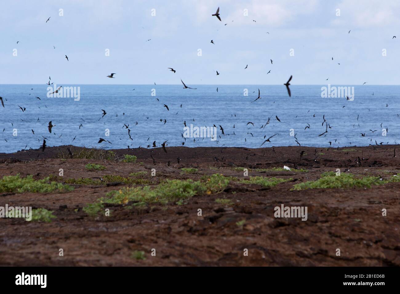 Oceanodroma tethys tethys hi-res stock photography and images - Alamy