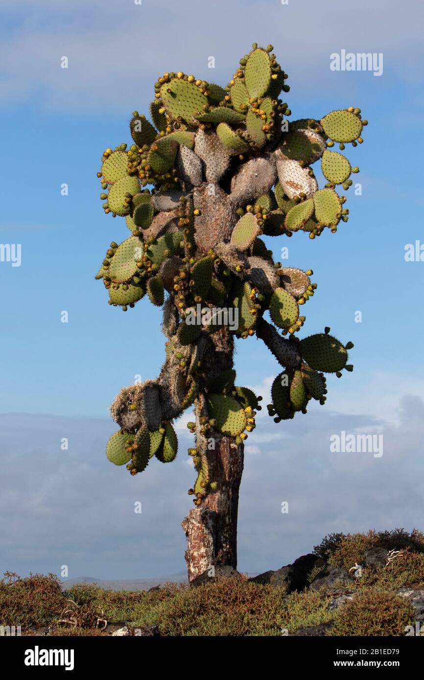 Galapagos prickly pear (Opuntia echios echios), South Plaza Island ...