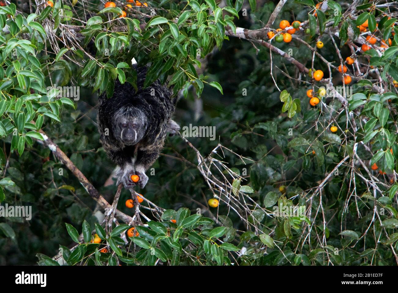 Monk saki (Pithecia monachus) eating fruits, Napo Wildlife lodge ...