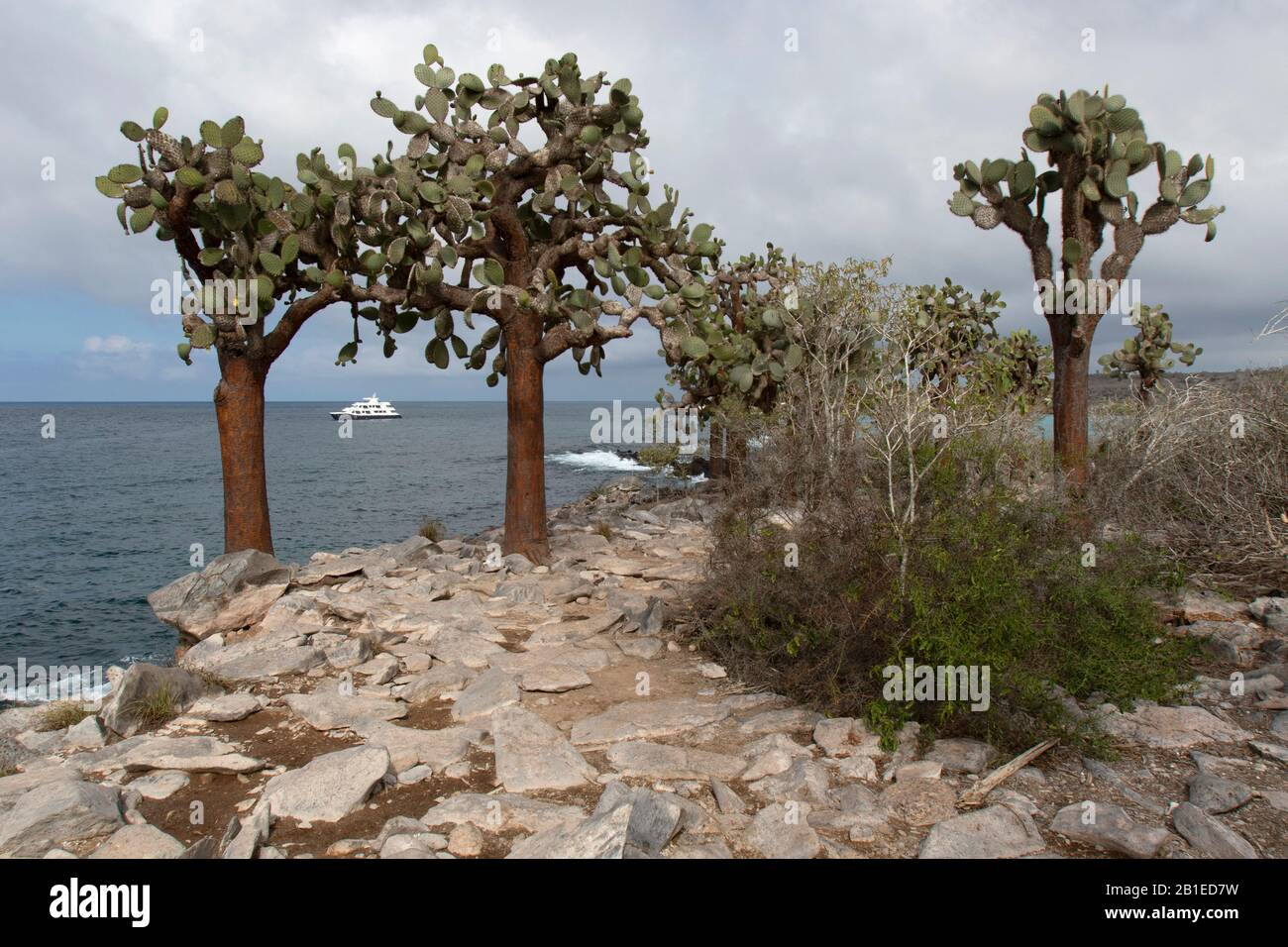Galapagos Prickly pear (Opuntia echios), Santa Fe Island, Galapagos ...