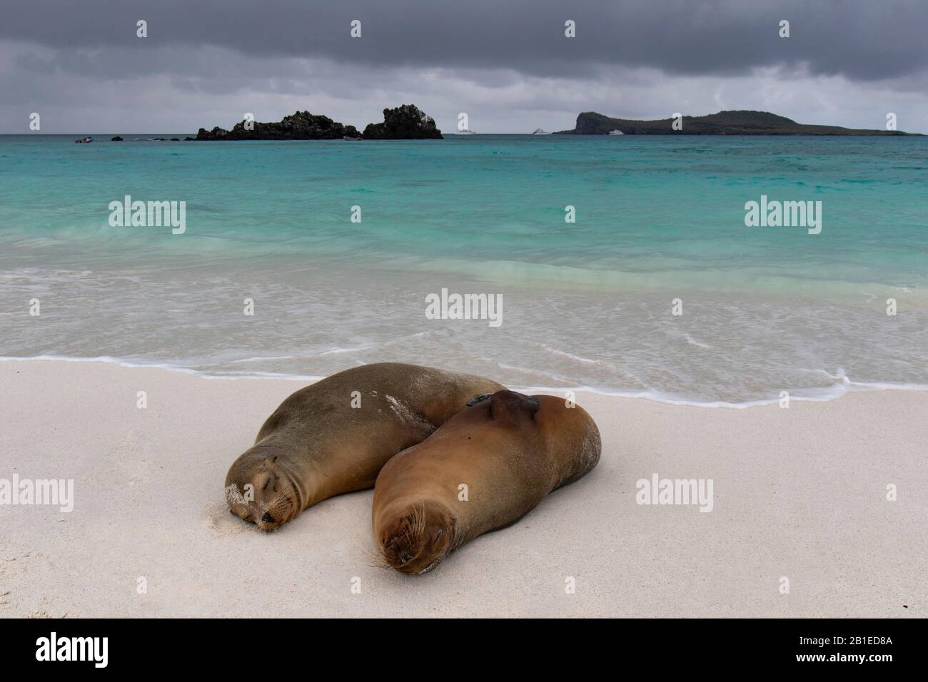 Iles galápagos hi-res stock photography and images - Alamy