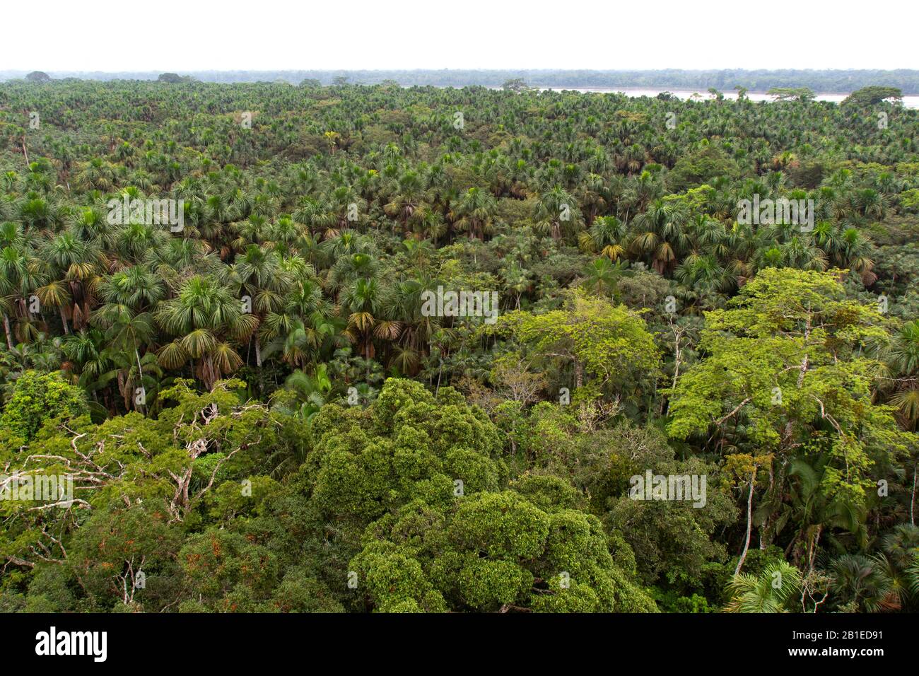 Rio Napo in the middle of the Varzea Forest, Napo Wildlife lodge ...