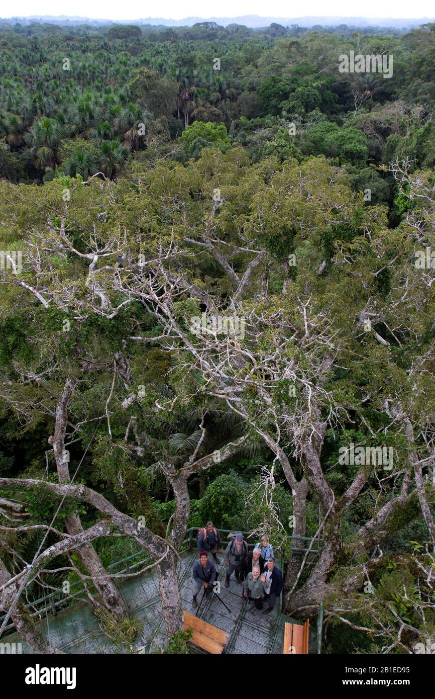 Platform in a Tree for Wildlife Viewing, Napo Wildlife lodge, Yasuni ...