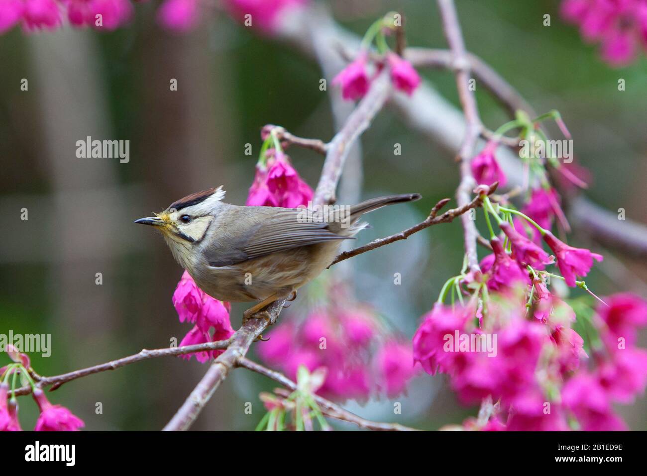 Endemic species of taiwan hi-res stock photography and images - Alamy