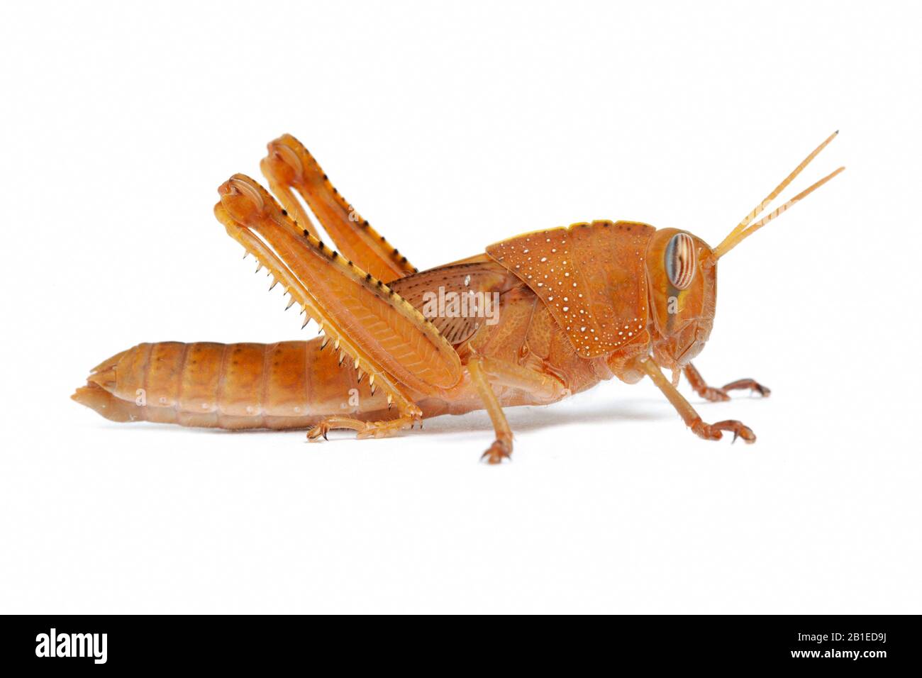 Italian locust (Calliptamus italicus) immature on white background ...