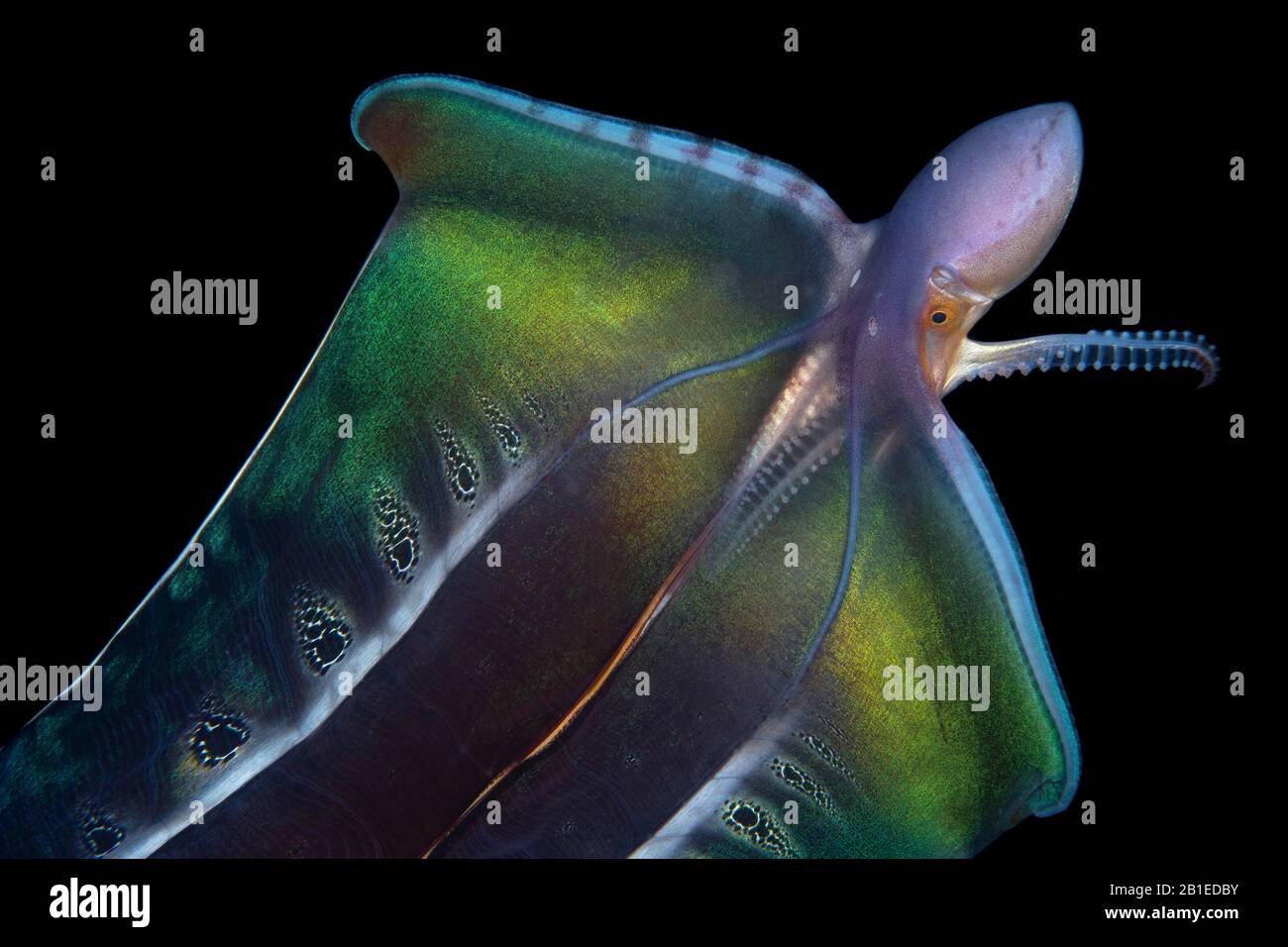 Tremoctopus High Resolution Stock Photography and Images - Alamy