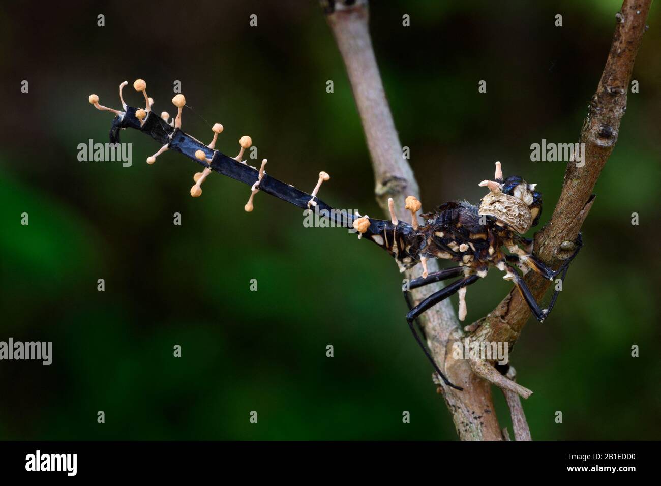 Dead dragonfly infected by the entomopathogenic fungus (Ophiocordyceps ...