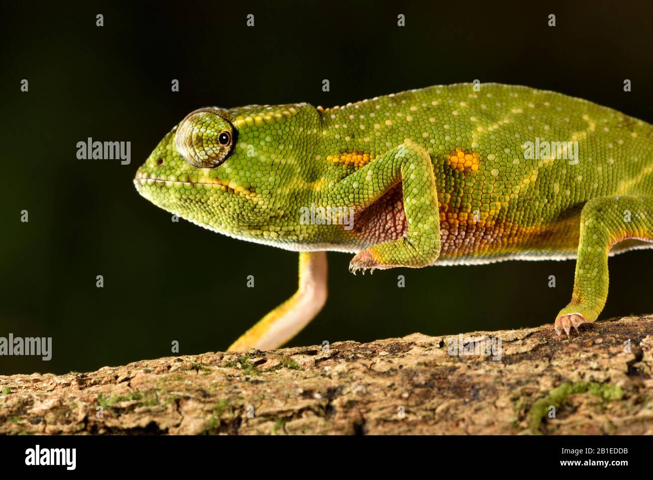Canopy chameleons hi-res stock photography and images - Alamy