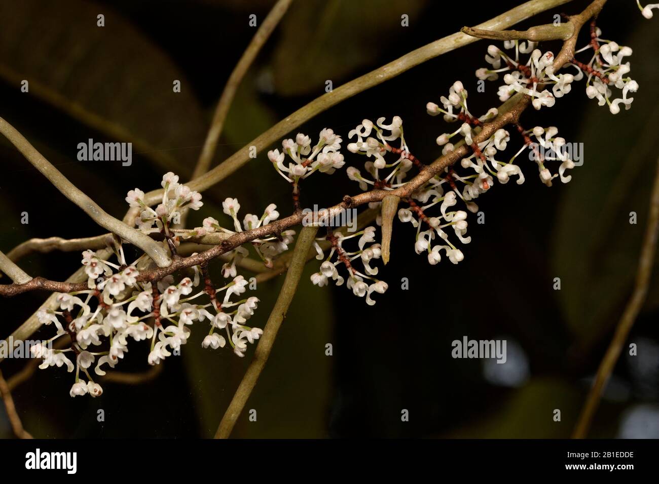 Epiphyte Plant High Resolution Stock Photography and Images - Alamy