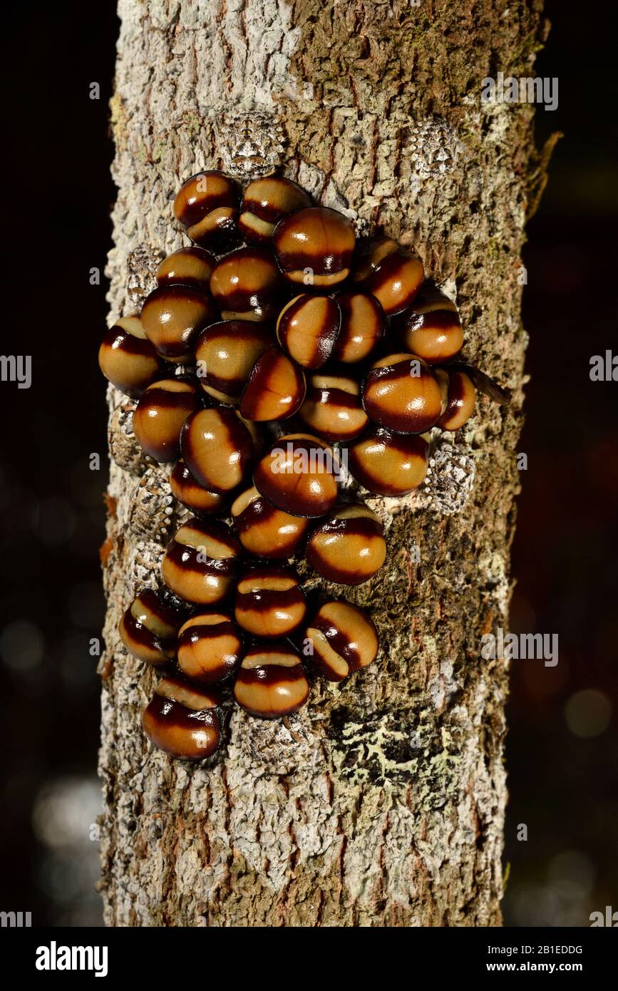 Plataspid shield bug (Libyaspis coccinelloides) adult insects and their ...