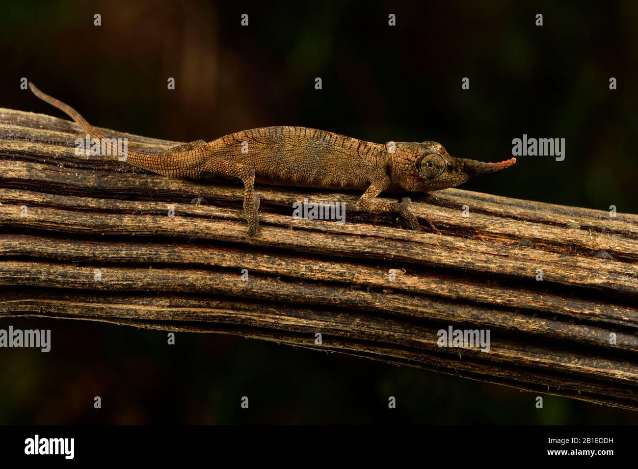 Lance-nosed chameleon (Calumma gallus) on a branch, Andasibe (Perinet ...