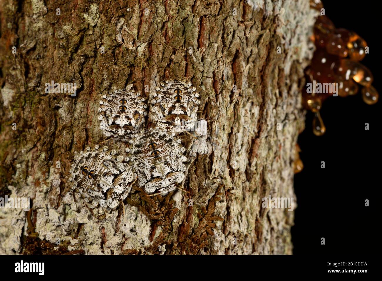 Plataspid shield bug (Libyaspis coccinelloides) nymphs on a tree bark ...