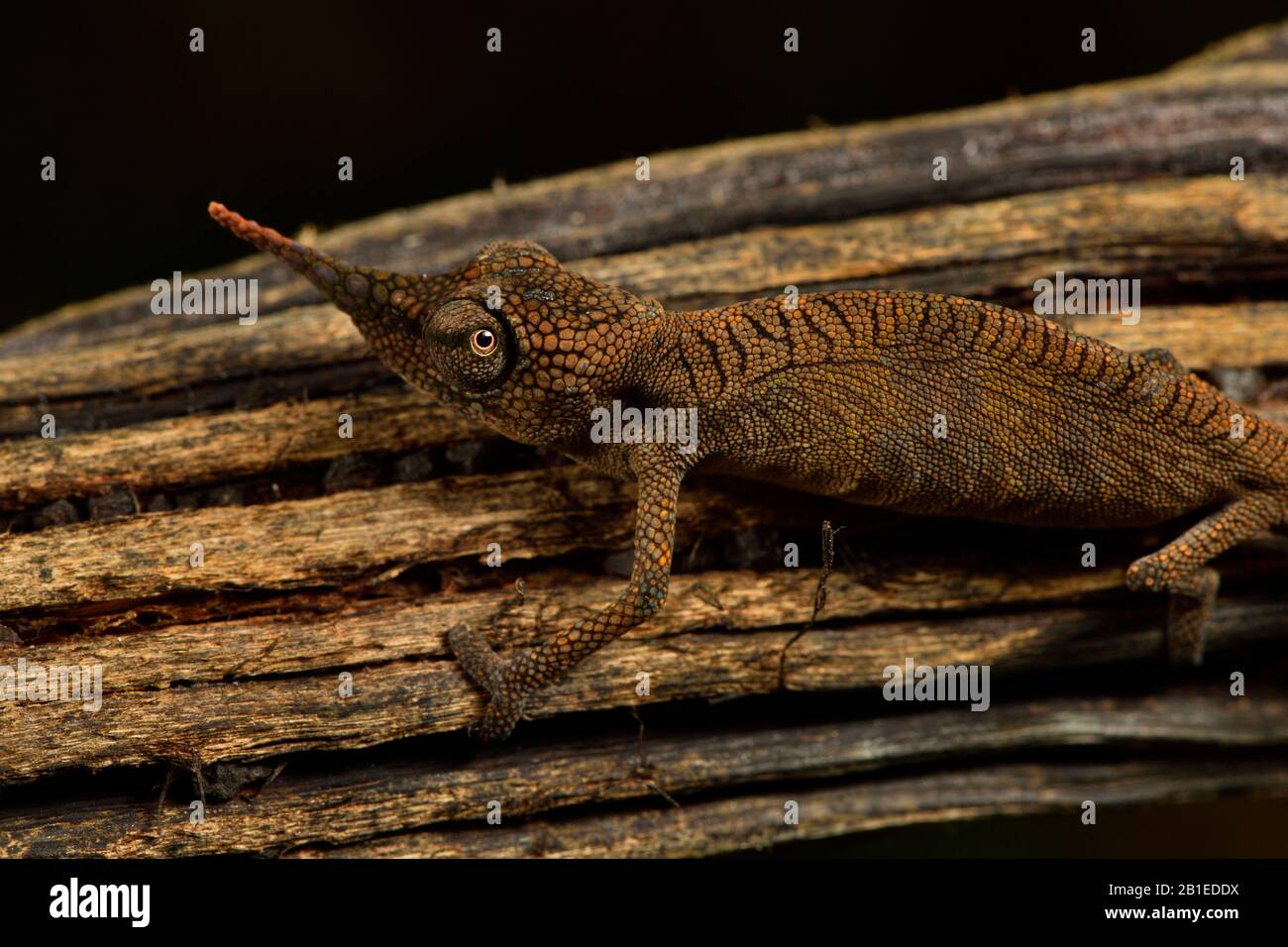 Lance-nosed chameleon (Calumma gallus) on a branch, Andasibe (Perinet ...