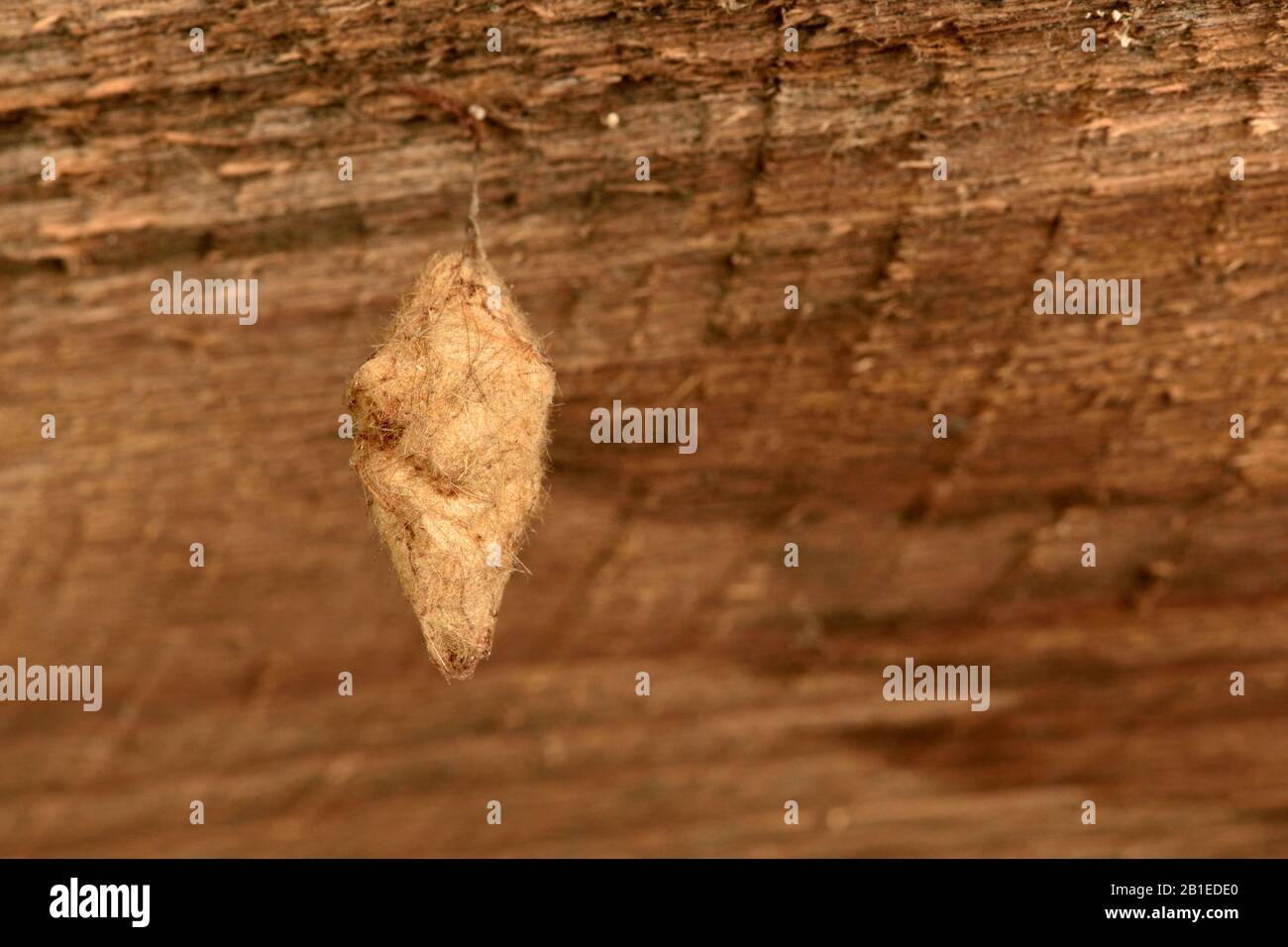 Madagascar Hermit Spider (Nephilingis livida) Spawning Cocoon, Andasibe ...
