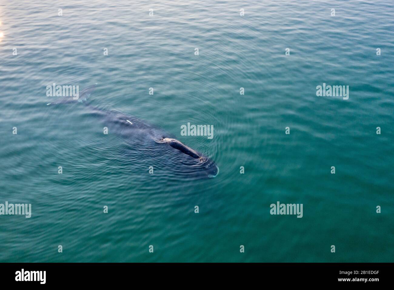 Bowhead whale, (Balaena mysticetus), also known as Greenland right ...