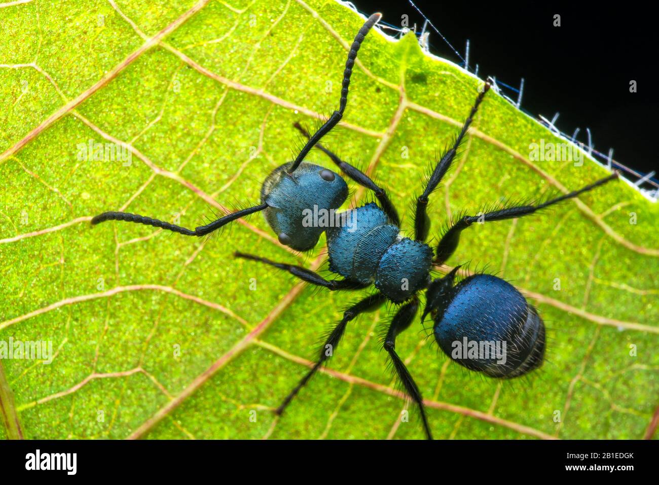 A blue ant resting on leaf (Malaysia Stock Photo - Alamy