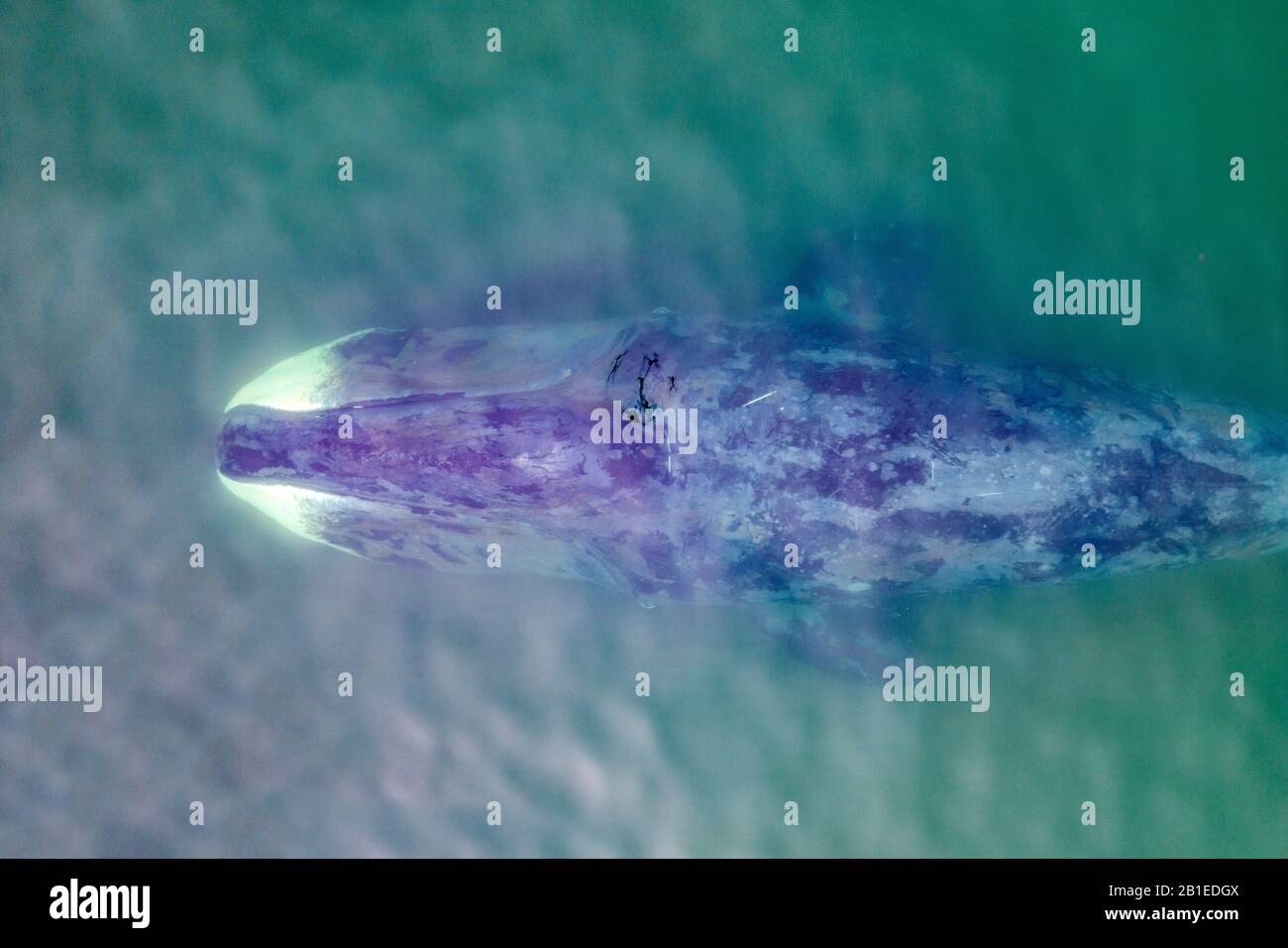 Aerial view of a Bowhead whale, (Balaena mysticetus), also known as ...