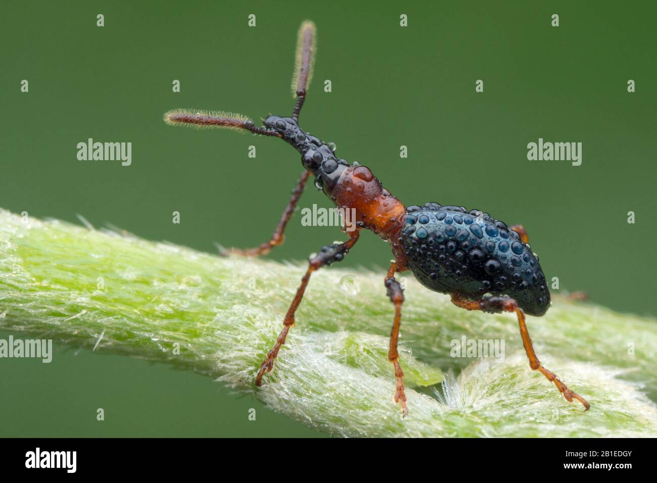 Cylas formicarius hi-res stock photography and images - Alamy