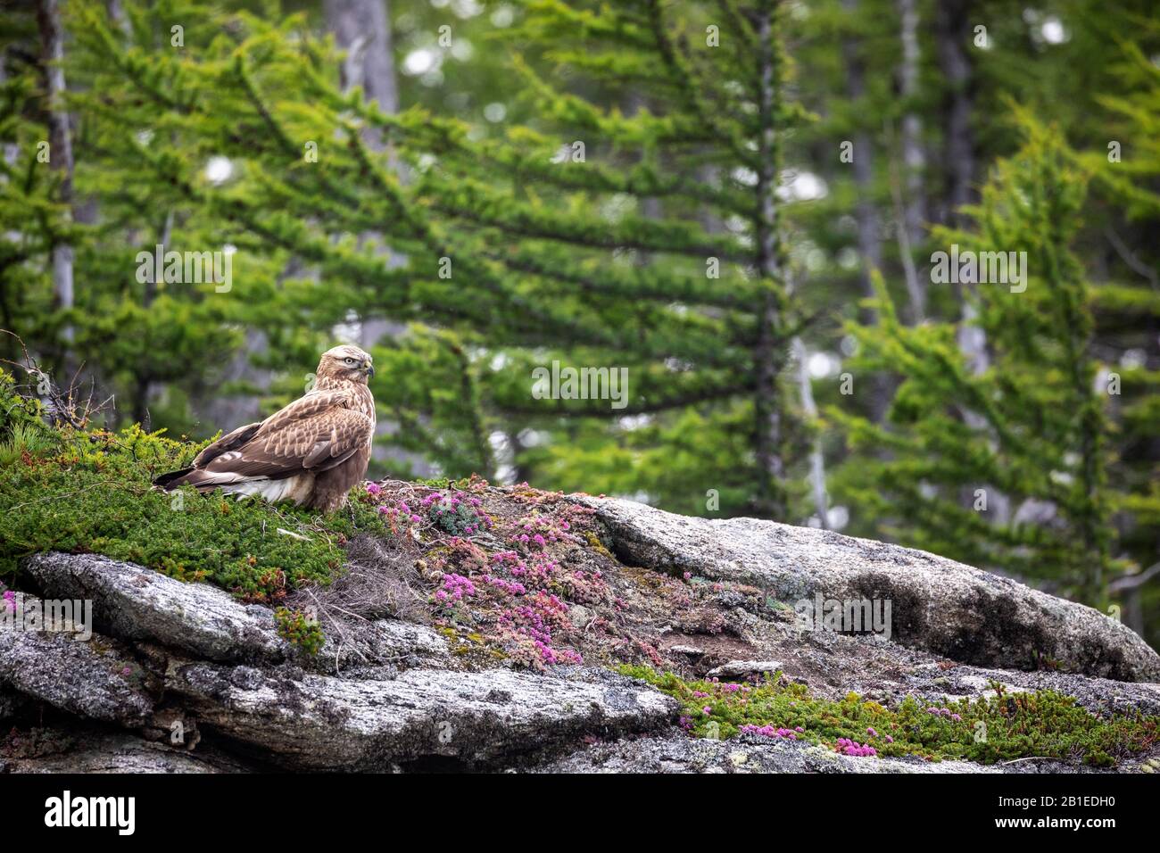 Russian summer forest hi-res stock photography and images - Alamy
