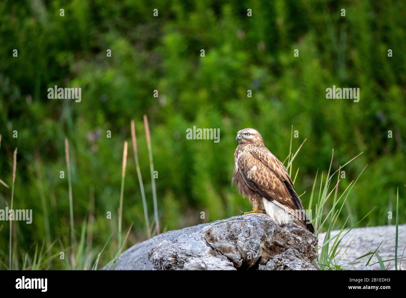 Russian summer forest hi-res stock photography and images - Alamy