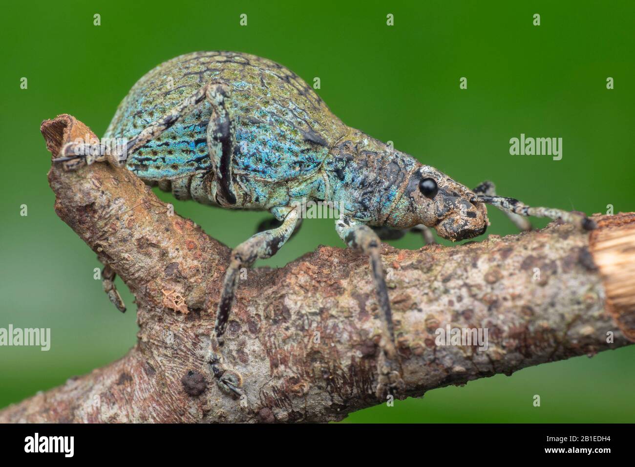 Blue broad nosed weevil resting in a branch (Malaysia Stock Photo - Alamy