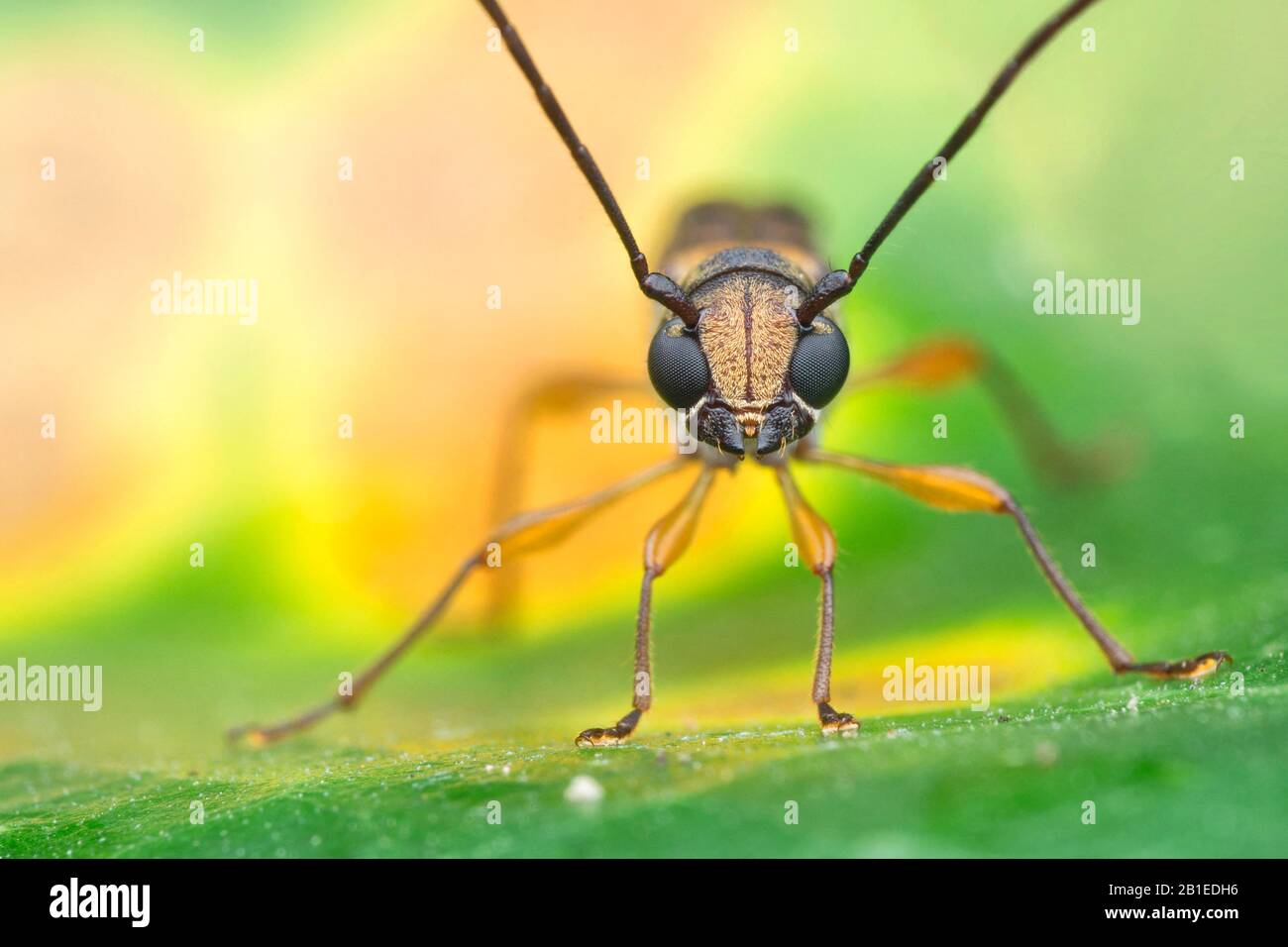 A baby-face longhorn beetle (Singapore Stock Photo - Alamy