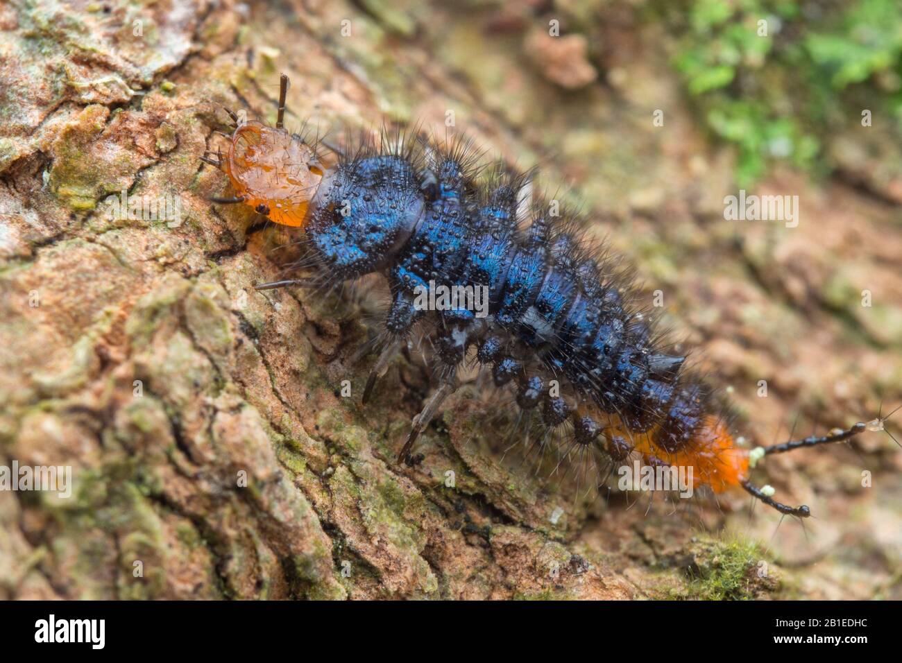 Blue ground beetle larva hunting on tree trunk (Singapore Stock Photo ...